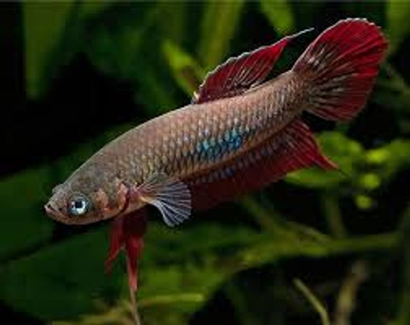 Buy From Iven Betta Online Fish Store In Singapore | Aquarium Supplies ...