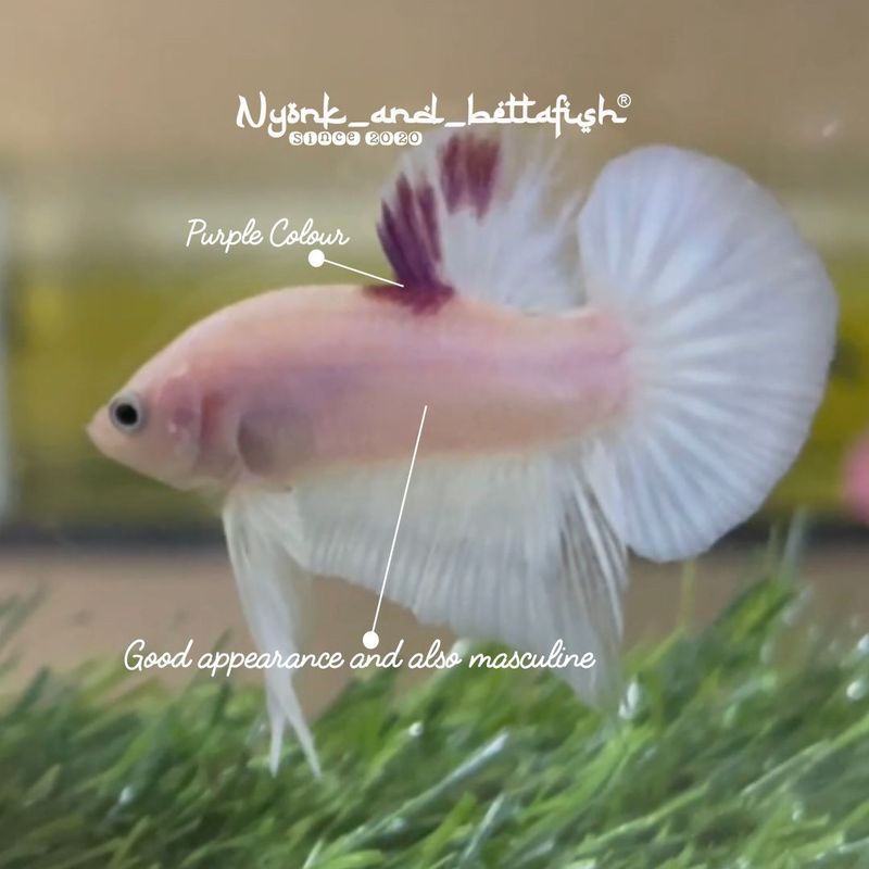 Buy Unique PK ( AOC ) | Nyonkpunyacerita from Largest Online Aquarium ...