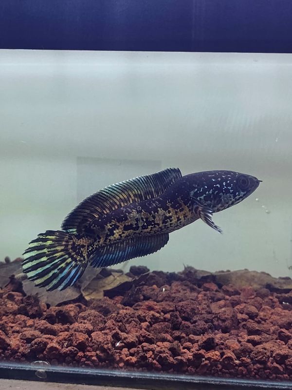 Buy Channa Species For Aquarium At Largest Online Fish Store In ...