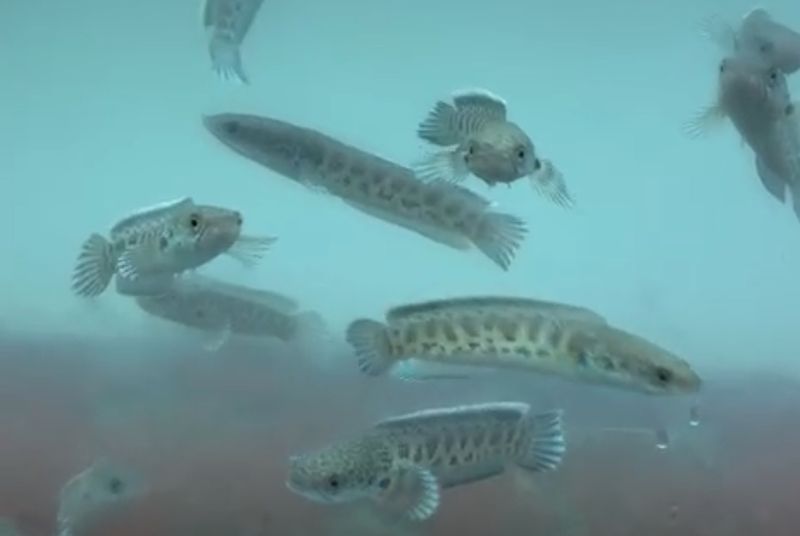 Buy Channa Species For Aquarium At Largest Online Fish Store In ...
