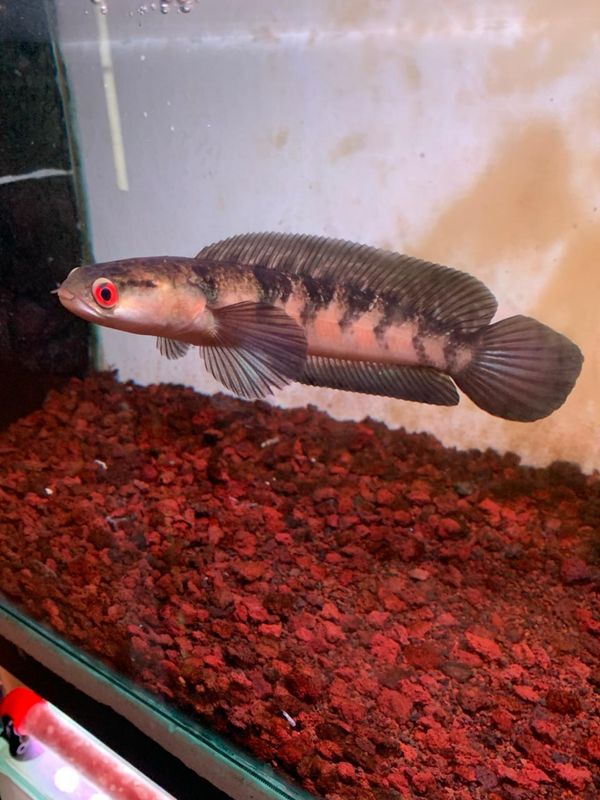 Buy Channa Species For Aquarium At Largest Online Fish Store In ...