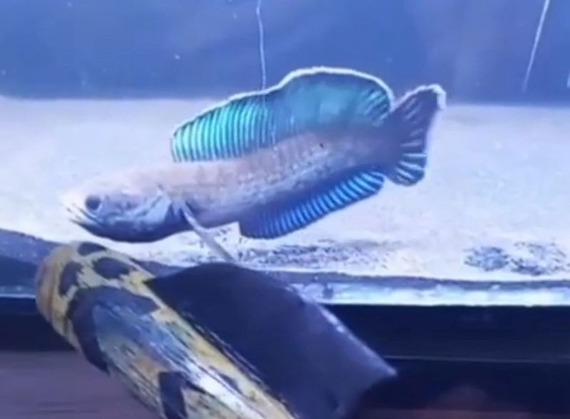 Buy Channa Species For Aquarium At Largest Online Fish Store In ...