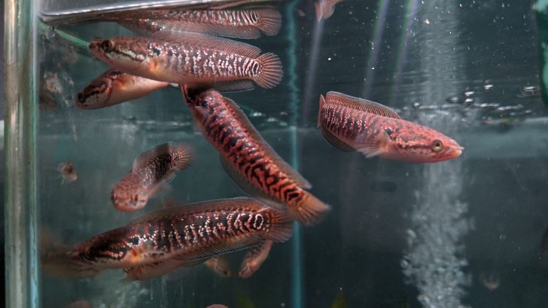 Buy Channa Species For Aquarium At Largest Online Fish Store In ...
