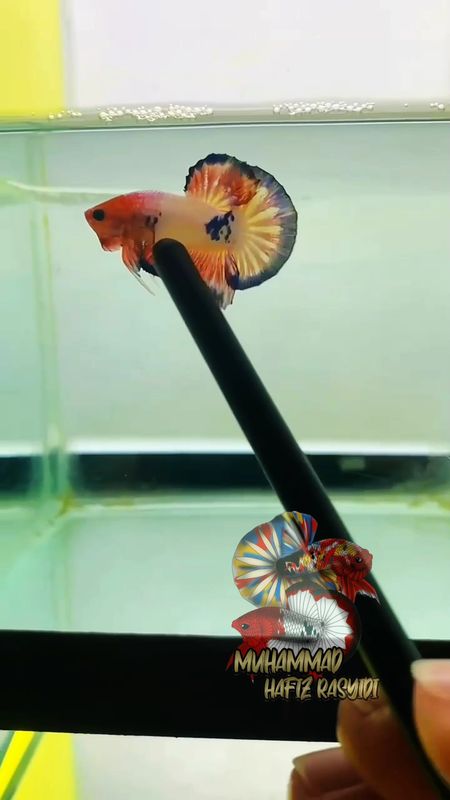 Buy Fancy Banding | hafiz rasyidi betta from Largest Online Aquarium ...