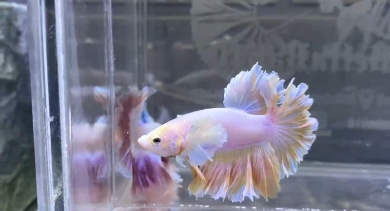 Buy Hm dumbo feathertail | Gold digger betta from Largest Online ...