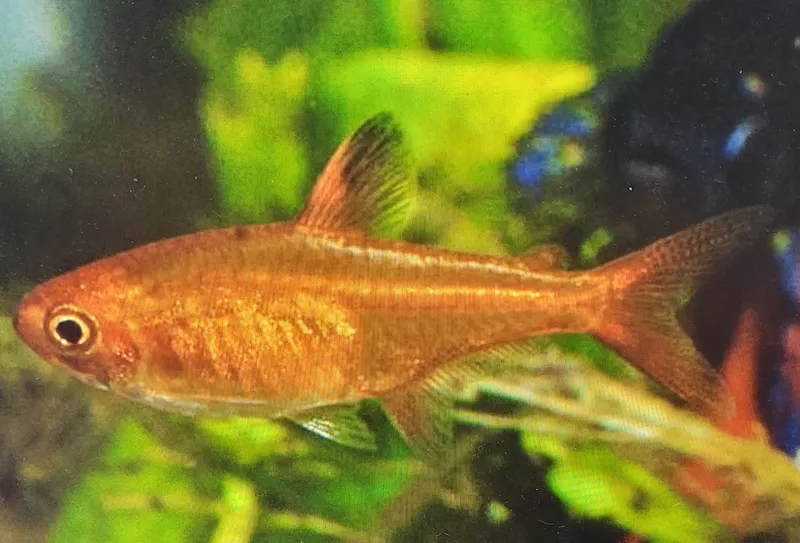 Buy Ember tetra (Hyphessobrycon Amandae)5pcs | FishList by DesmondLim ...