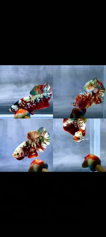 Buy Betta red koi Cooper iron man | Rainbow fish collection from ...