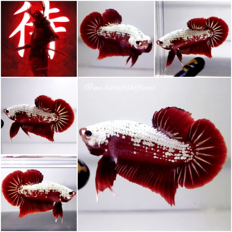 Buy Red Samurai | @me.bettafishofficial from Largest Online Aquarium ...